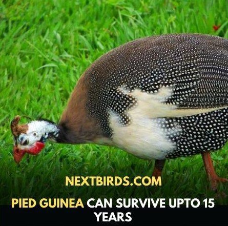 Pied Guinea Fowl