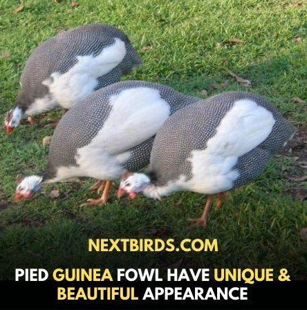 Pied Guinea Fowl