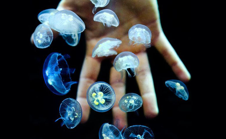 All You need to Know about Jellyfish Diet - Mogul